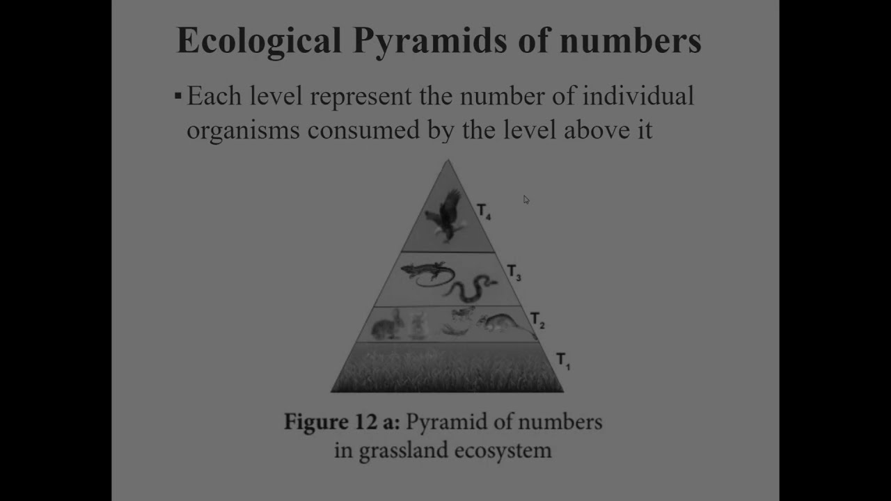 Biology | Lesson 2.2: Flow of Energy in an Ecosystem | Explanation