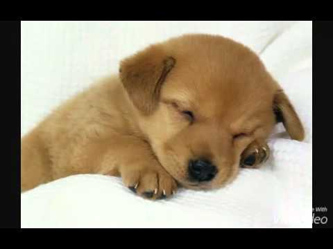 Pictures of Dogs and Puppies!