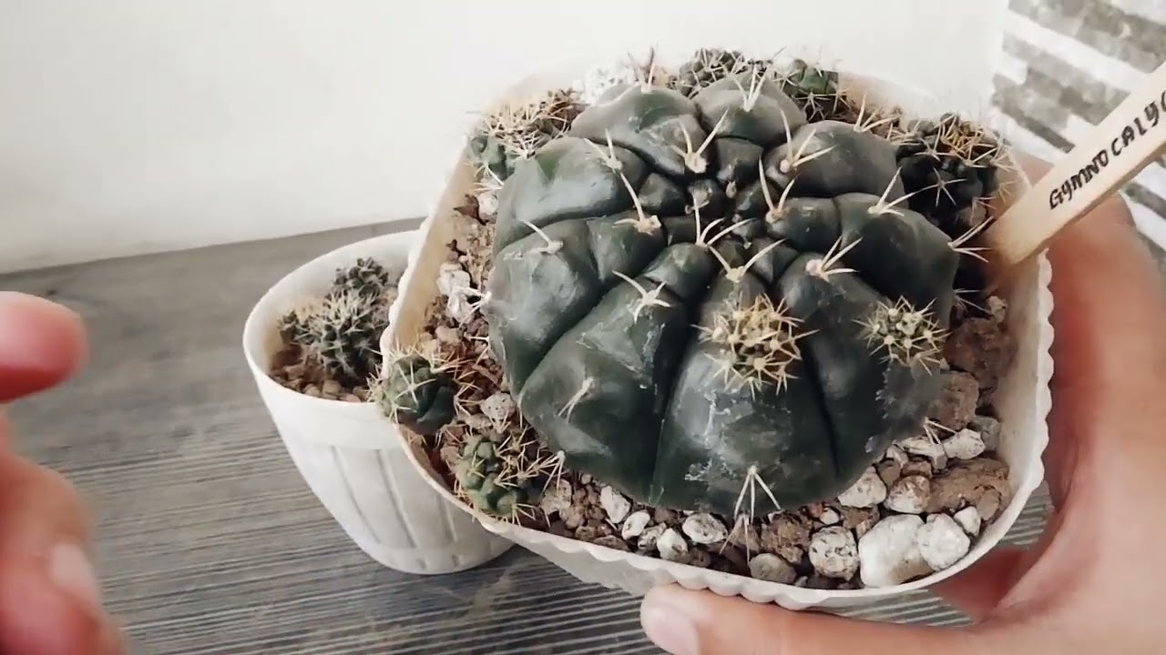 CACTUS | Gymnocalycium Damsii | Squash Cactus 