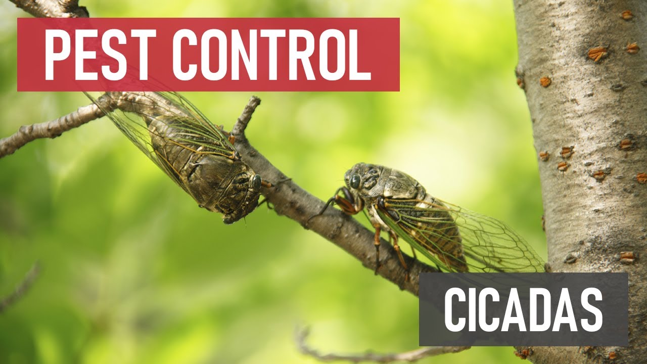How to Control Cicadas! [DIY Pest Control]