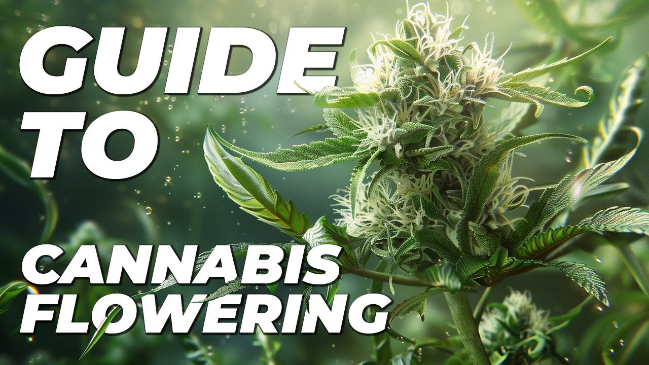 First Signs of Cannabis Budding | Your Guide To Cannabis Flowering | Week by Week