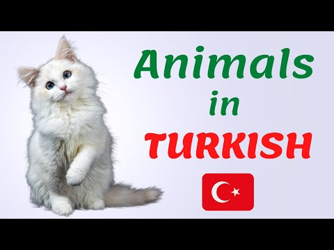 Animals in Turkish | Learn Animals in Turkish | Animated