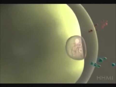 Biocholine - Adiponectin and Resistin.wmv
