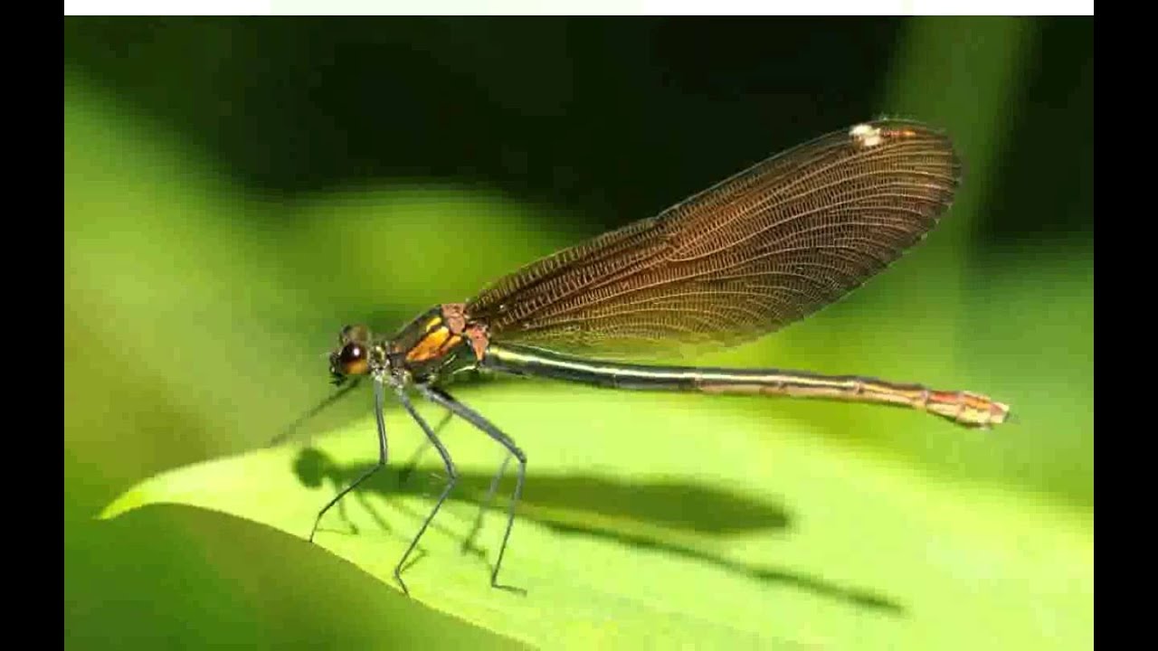 Dragonfly  images