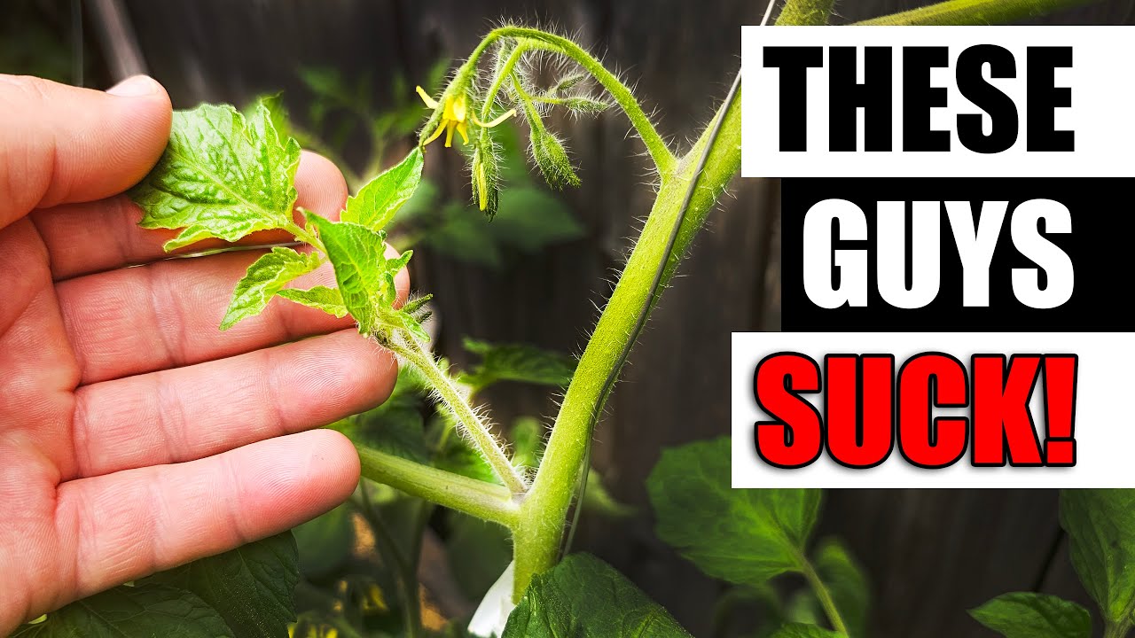 Tomato Suckers - Garden Quickie Episode 153