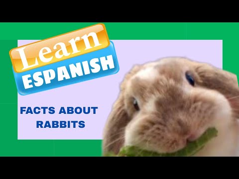 Cool Facts About Rabbits | LOS CONEJOS LEARN SPANISH 🐾