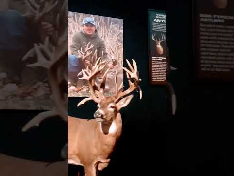 Bass Pro and Wonders of Wildlife museum and Aquarium. Springfield Missouri