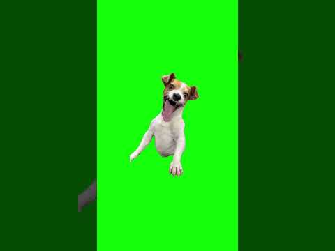 Laughing Dog Meme | Green Screen