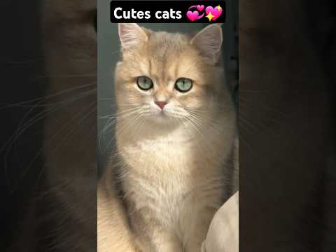 1000 beautiful cats videos In 60 seconds 😹💖#cats #funnycats #beauty