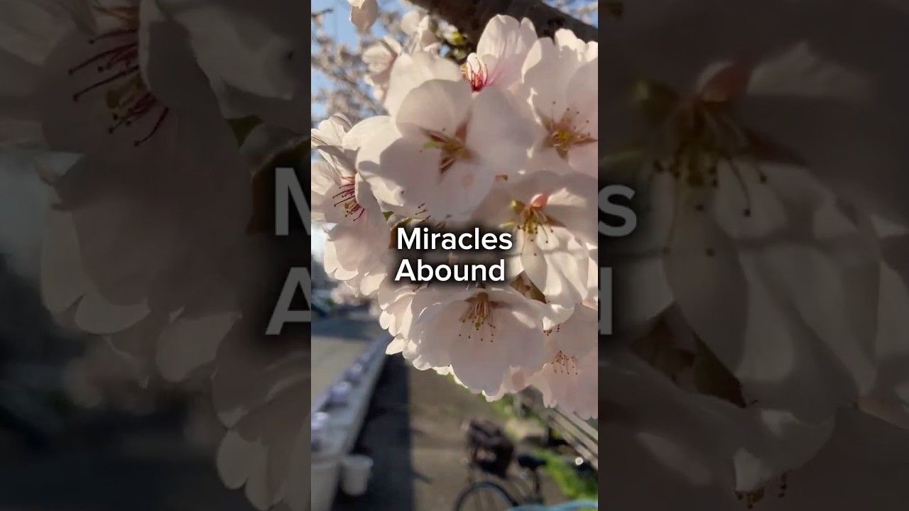 Can You Did You See Any Today? #mindset #beautiful #flowers #sakura #america