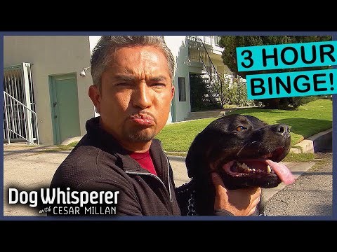 Dog Whisperer Season 2 | 3 Hours Of Dog Whisperer With Cesar Millan