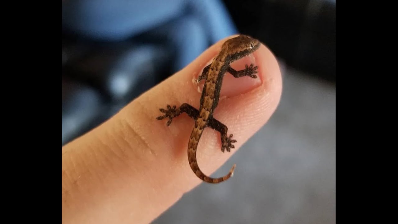 Meet the Mourning Gecko!