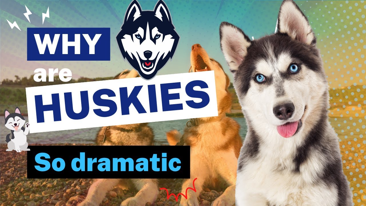 Why Are Huskies So Dramatic? Exploring The Silly & Vocal Nature Of This Breed