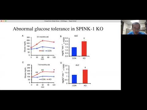SPINK1 Knockout Ferret as a Model of Pancreatogenic Diabetes Mellitus