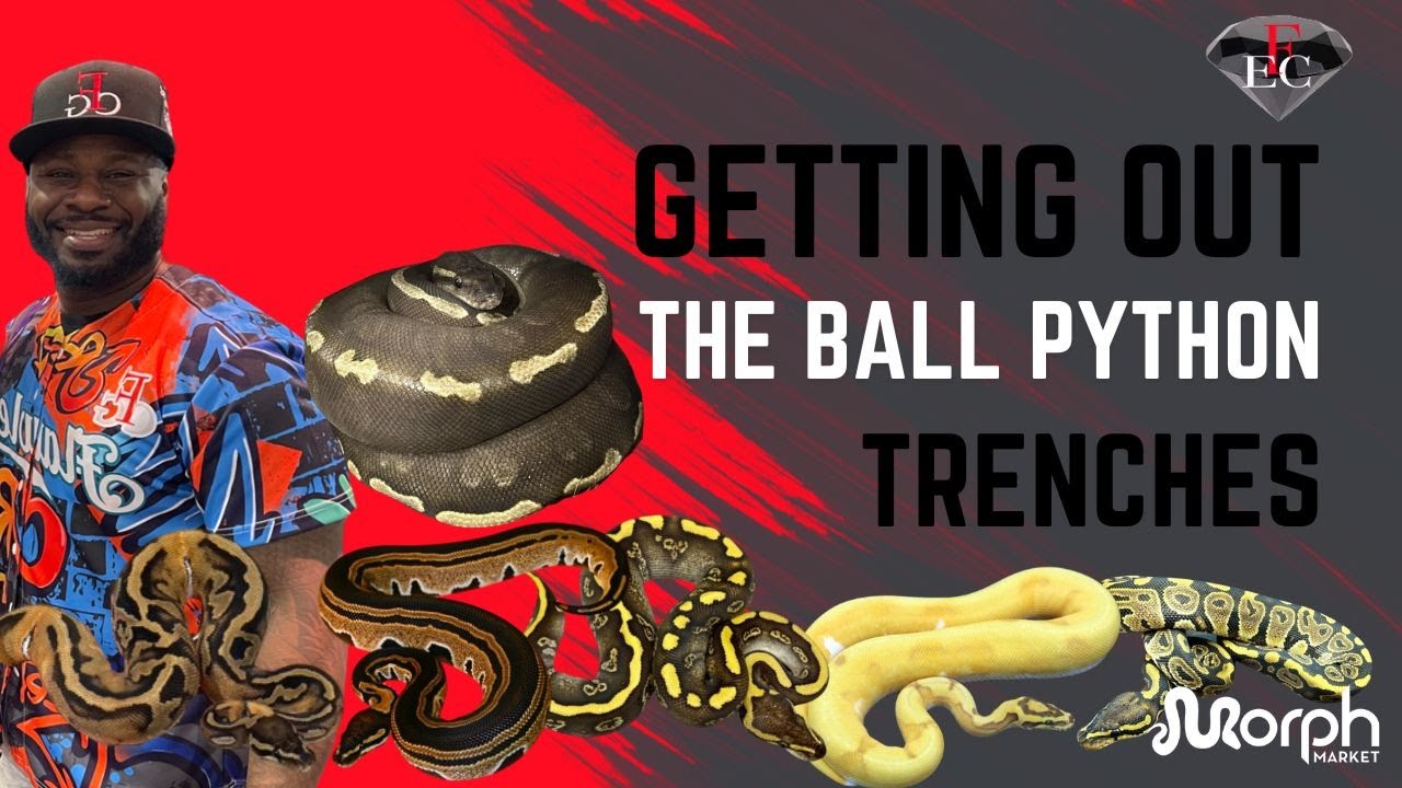 23 Ball Python Market