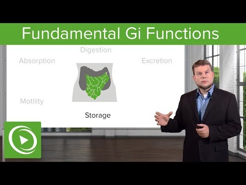 Fundamental Gi Functions – Physiology | Lecturio