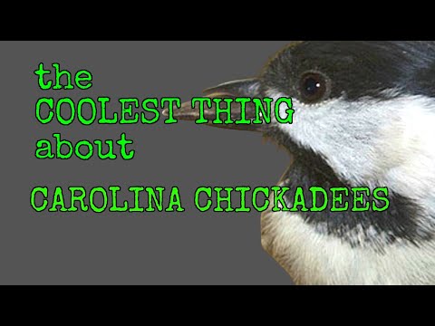 THE COOLEST THING  [ Carolina Chickadee ]  #SHORTS