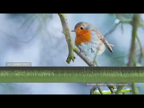 European Robin Song & Call - The sounds of a robin singing in a woodland in spring.