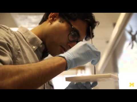 Building Better Blood Vessels Could Advance Tissue Engineering, Large ...