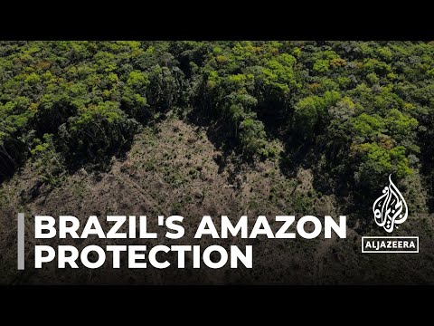 Brazil’s Amazon deforestation drops sharply in first half of 2023