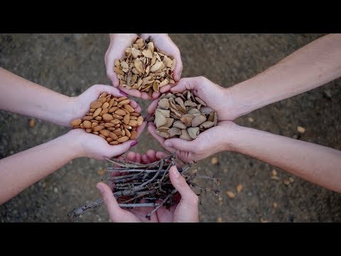 Almond Shell - Almond Husk Latest Price, Manufacturers & Suppliers