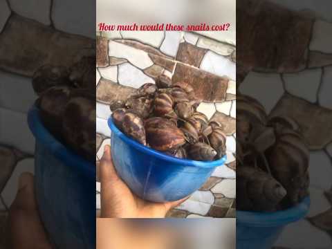 “My Compound's Snail Kingdom" For sale or not? #shorts #shortsafrica#youtubeshorts
