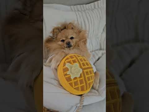two of the cutest pomeranian dogs DogToys By Petplay.com discount WINRICH15 #cutedogsonly #cute #🐶