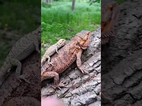 Juvenile & adult Bearded Dragon Play Together outside for FIRST TIME | @ChuckNorrizBeardedDragons