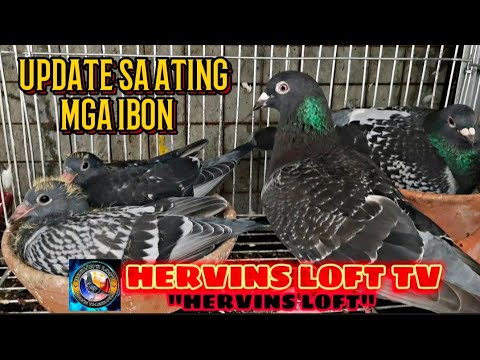 BREEDERS & YOUNGBIRDS FOR NDR & SDR, WINGMASTER🐦🤩
