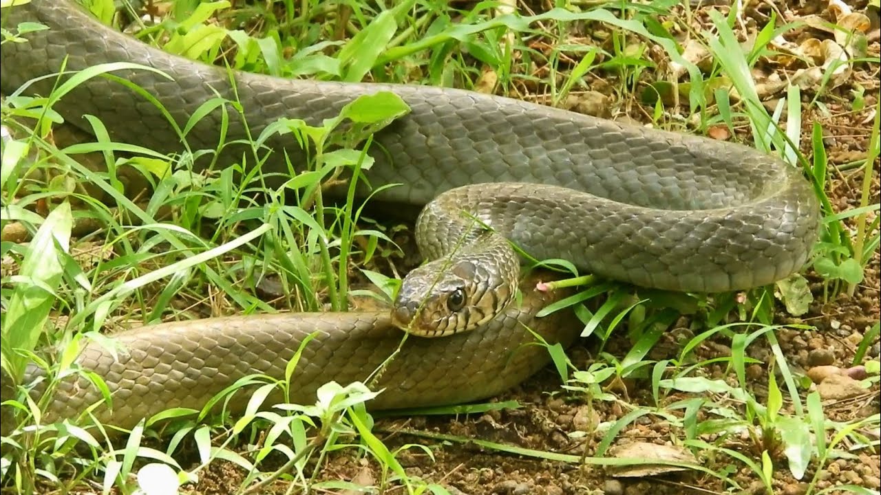 Breeding Rat  Snake
