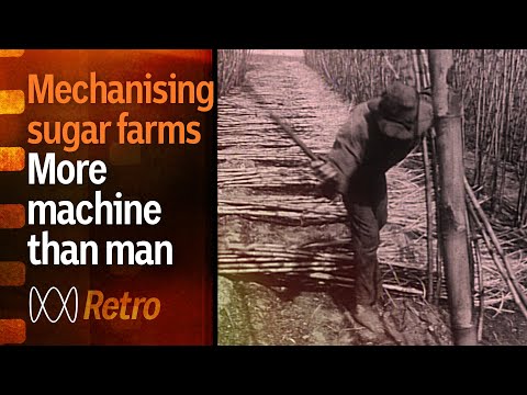 Waiting for the Crush (1964) | RetroFocus | ABC Australia