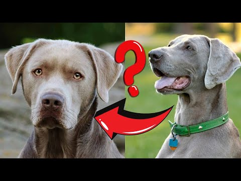 The Truth About Silver Labrador Retrievers