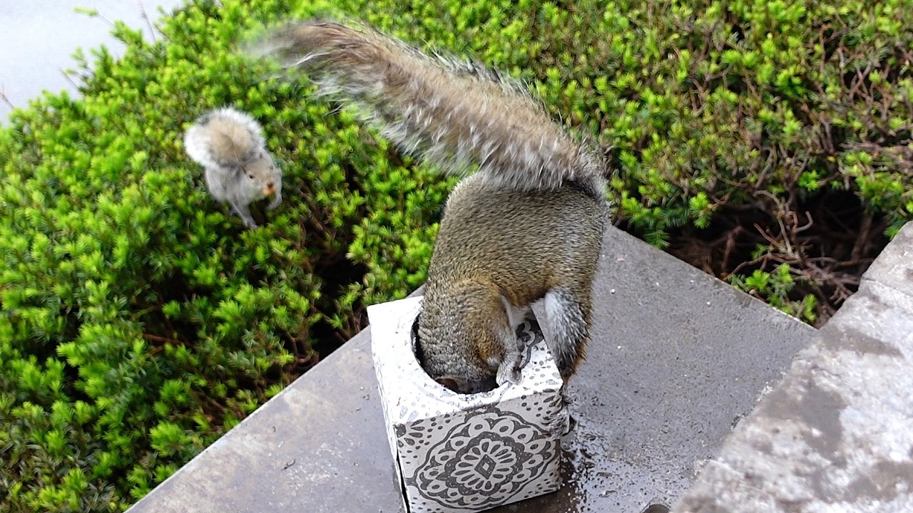 Squirrels' reactions to a box of nuts