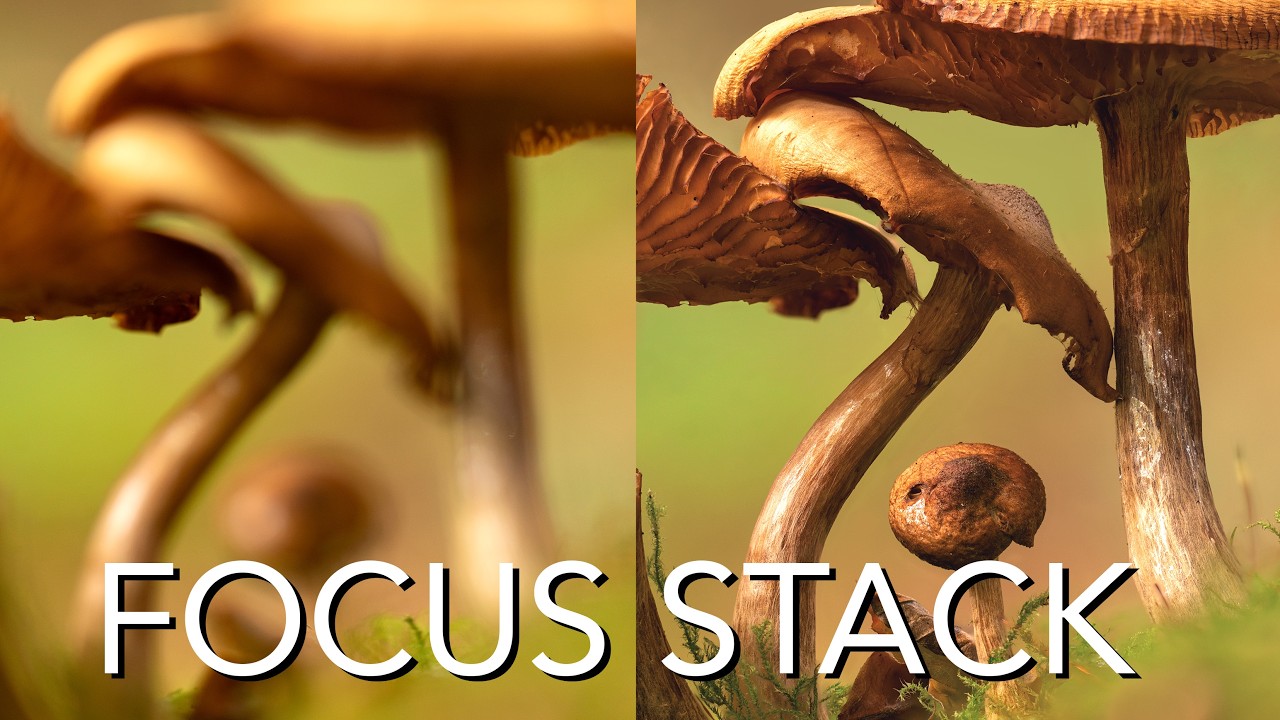 Macro Focus Stacking: Advanced Tutorial for Merging and Retouching
