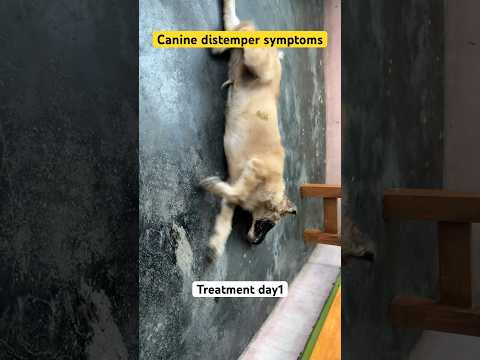 Canine distemper symptoms || canine distemper || #canine distemper #cd #treatment