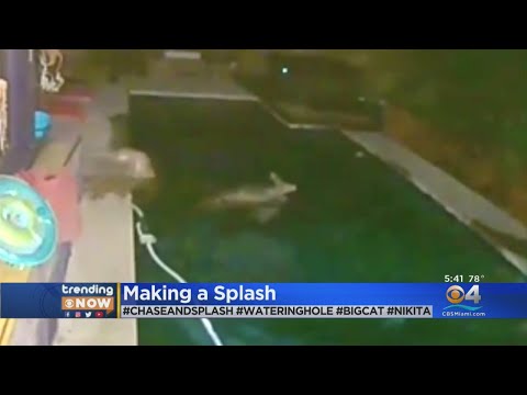 Trending: Deer Makes Splash