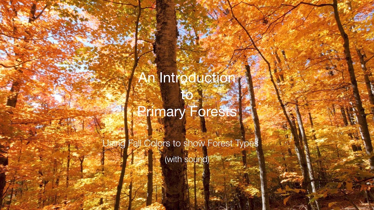 Introduction to Primary Forests 4K v3