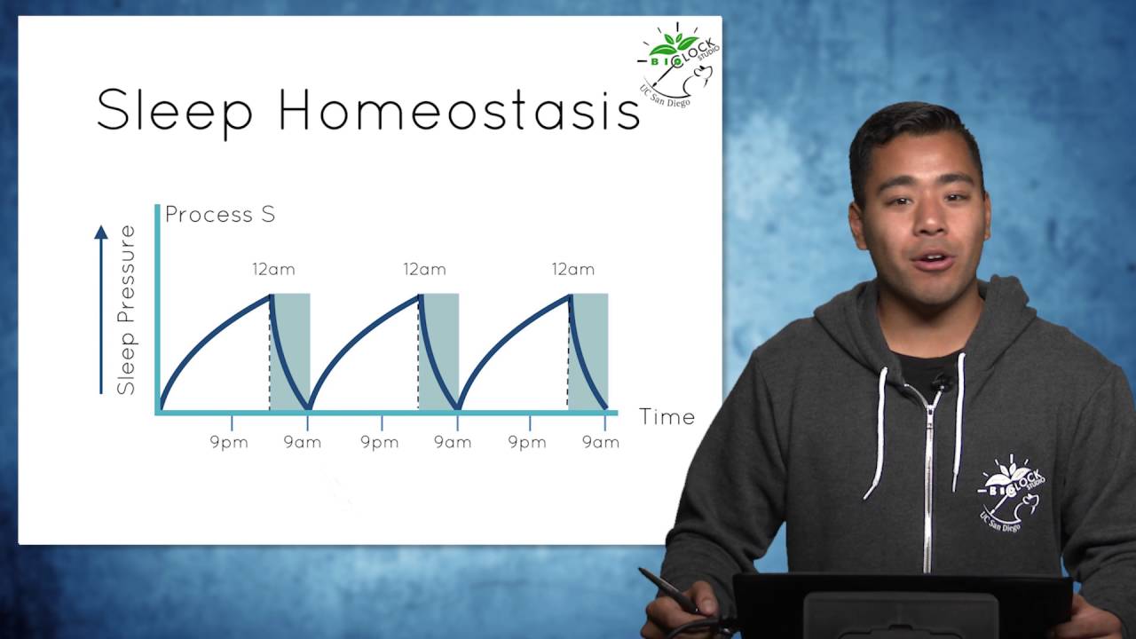 The 2-Process Model of Sleep