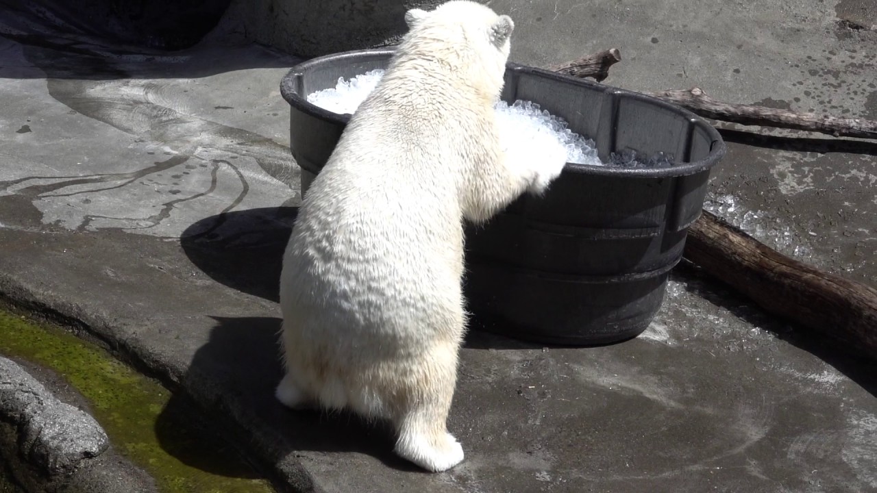 Nora plays in some ice
