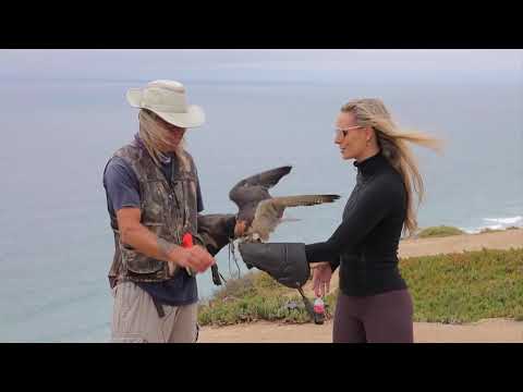The Raptor Experience Will Bring You Close to Birds of Prey | California Live | NBCLA