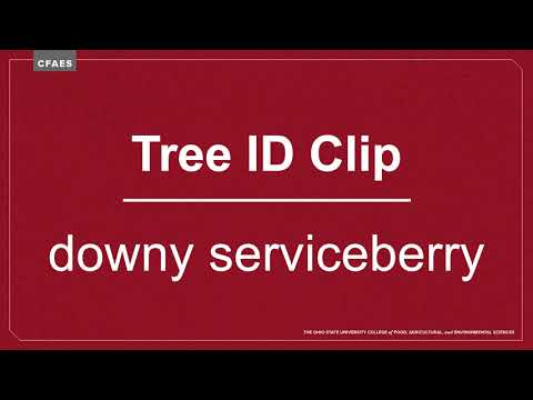 Tree ID Clip: downy serviceberry