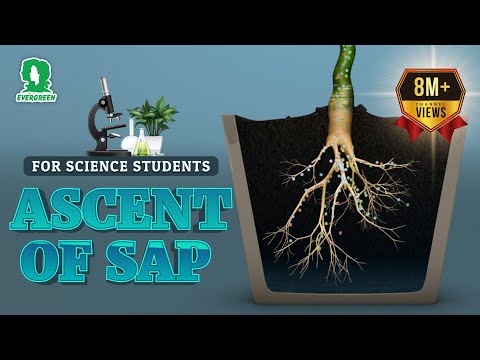 Ascent of Sap in Plants | Transport In Plants Class 10 Biology | Evergreen | 2022