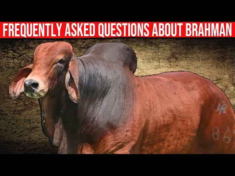 ⭕ Frequently Asked Questions About Brahman Cattle✅ Biggest Bulls And Cow