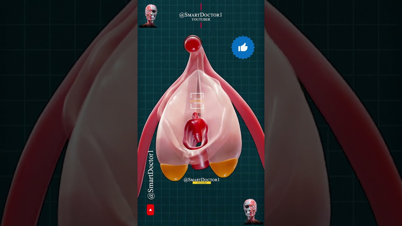 CIit-oris Anatomy ⚡– Educational