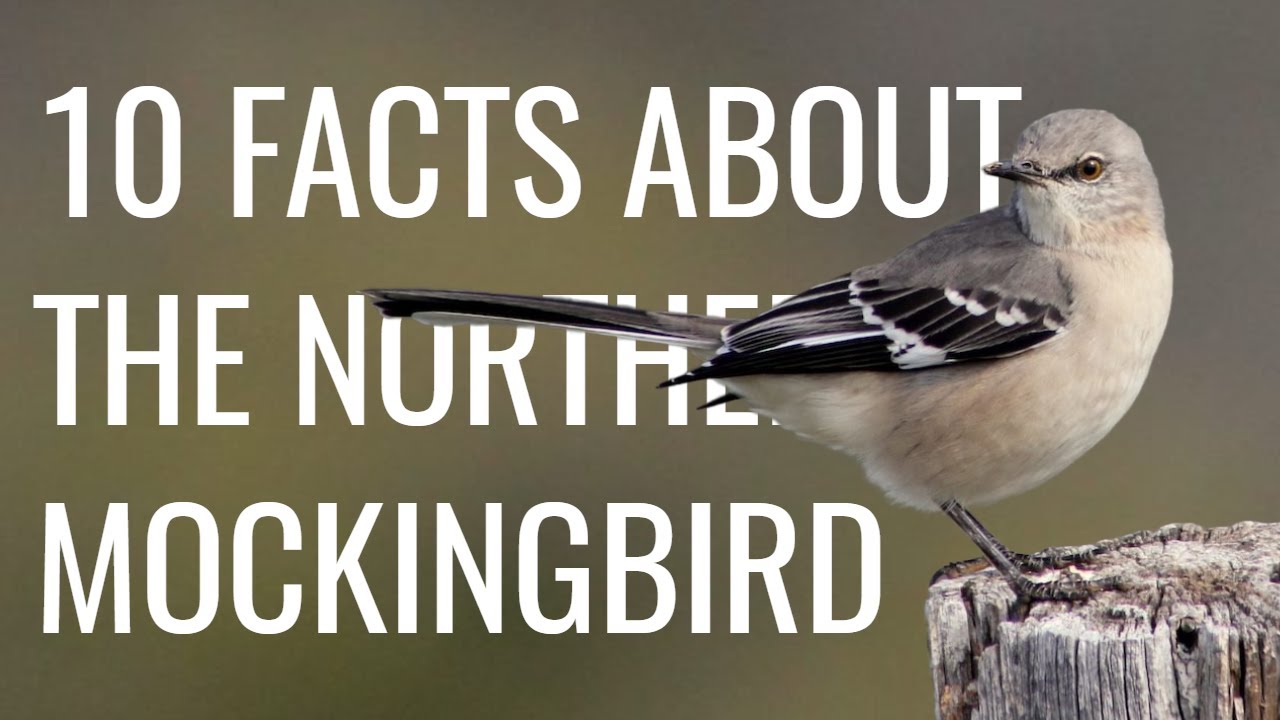 10 Facts About the Northern Mockingbird (Call/Song, Behavior, Pop Culture, etc.)