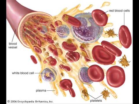 Blood Plasma