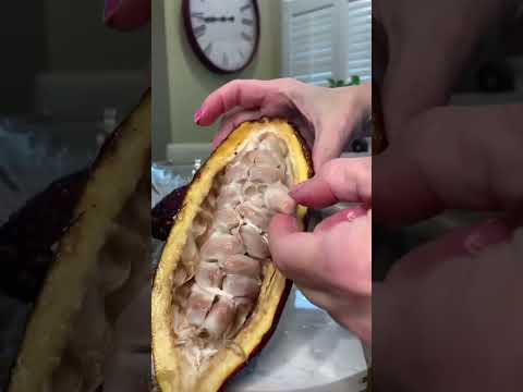 What is chocolate made of? What is the cacao pod?