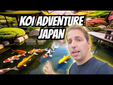 My Koi Trip to Japan (All Episodes!!) 😍