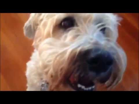 Is it 'actions' or 'words' that trigger a dog to do something?