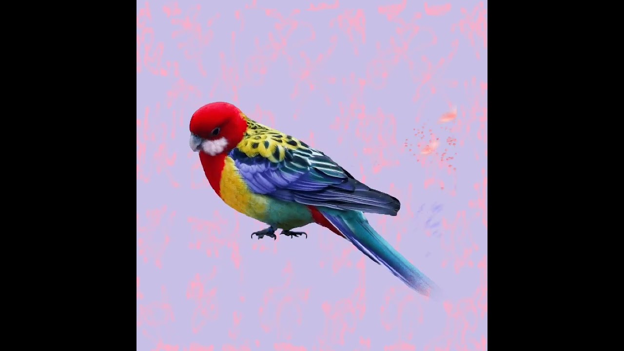 #BirdofColours